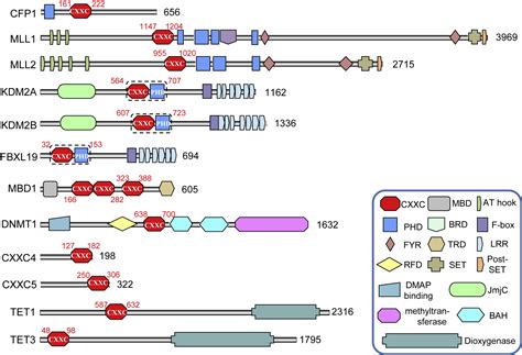 Dna Sequence Recognition Of Human Cxxc Domains And Their Structural