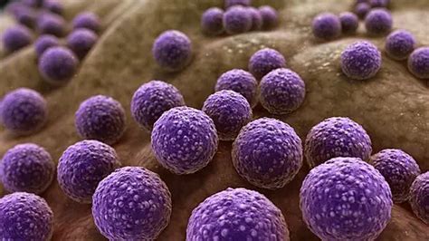 Staphylococcus Epidermidis بكتيريا لاينز