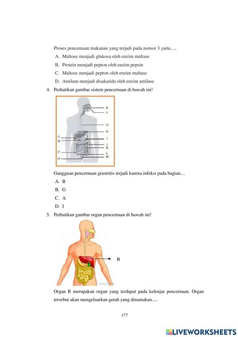 Detail Perhatikan Gambar Sistem Pencernaan Di Bawah Ini Koleksi Nomer 30