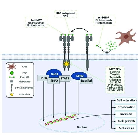 Structure Of C Met Receptor The Extracellular Domain Consisting Of
