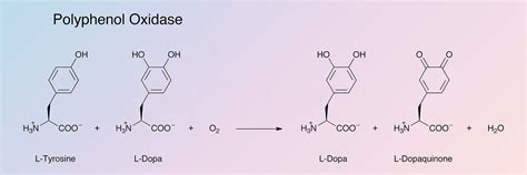 Polyphenol Oxidase Worthington Enzyme Manual Worthington Biochemical