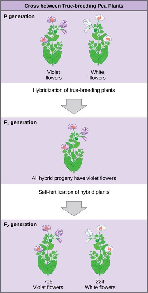 Chapter 18 Mendelian Genetics Introduction To Molecular And Cell Biology