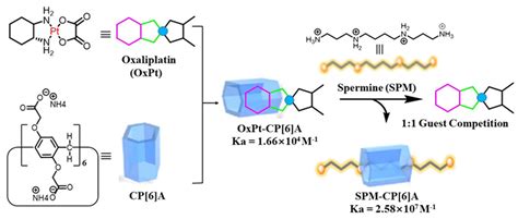 Tumor Polyamine Suppressing Strategy Encyclopedia Mdpi