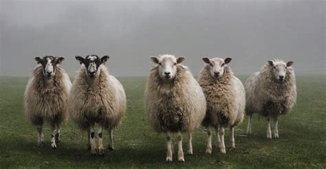 Goat Vs Sheep 6 Key Differences Explained Imp World