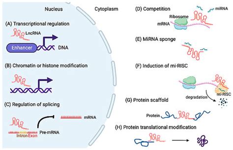 Jcdd Free Full Text Noncoding Rnas As Key Regulators For Cardiac