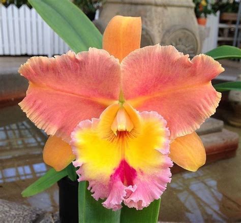 Deseja Aprender A Cultivar Orquídeas Clique Neste Photos E Confira Bc0