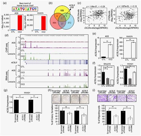 Chip Seq And Rna Seq Analysis Of Gc Cells With Ectopic Oc2 Expression
