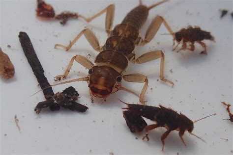 Bioindicators No Backbone Required — Oldman Watershed Council