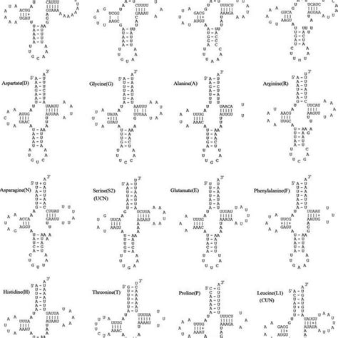 Putative Secondary Structures For The Trna Genes Of Leucoptera