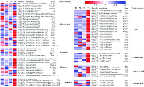 Heatmap Of The Expressed Genes Assigned To Hormone Mentalism And Signal