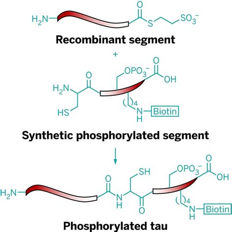 Tau Protein Synthetically