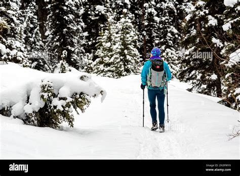 Female Snowshoeing On A Snow Covered Trail With Snow Covered Evergreens