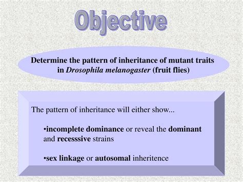 ppt the inheritance of mutant traits powerpoint
