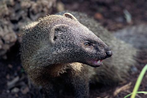 egyptian mongoose photograph by photostock israel science photo library