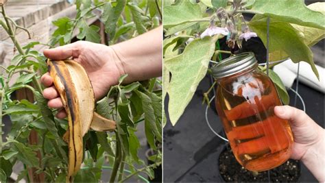 Stop Throwing Out Banana Peels Here Are 7 Effective Ways To Use Them
