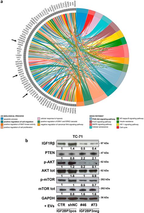 Igf2bp3 Ev Mirna Cargo Affects Igf1r Akt Signaling A Circos Plot