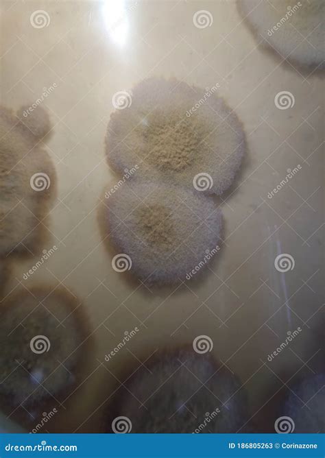 Trichoderma Viridae Young Colonies Stock Image Image Of Young