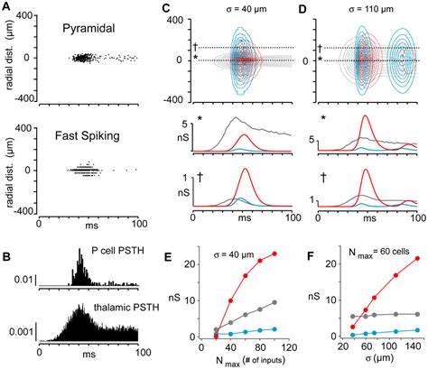 Spatiotemporal Profiles Of Firing And Synaptic Conductances A Spike