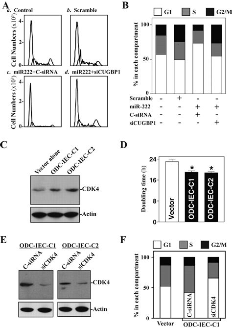 Regulation Of Cyclin Dependent Kinase 4 Translation Through Cug Binding
