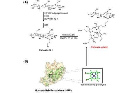 A The Synthesis And Chemical Structures Of Chitosan Chitosan Sh And