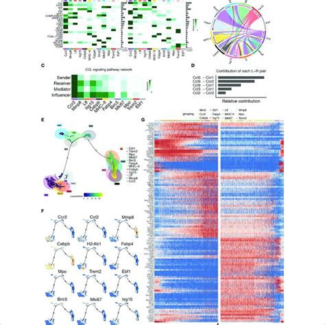 Cellchat And Single Cell Trajectories Reveal Cell Communications And