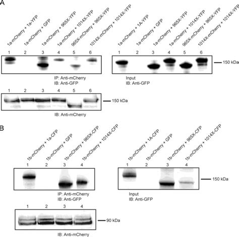 Herg 1a Lqt2 C Terminus Truncation Mutants Display Herg 1b Dependent