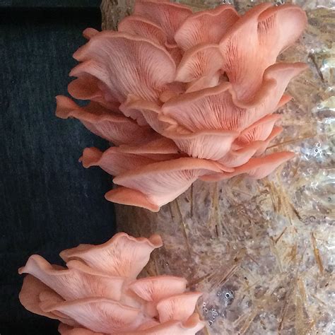 Pink Oyster Mushroom Organic Grain Spawn Pleurotus Djamor