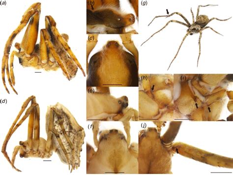 Phylogenetic Evidence For An Independent Origin Of Extreme Sexual Size