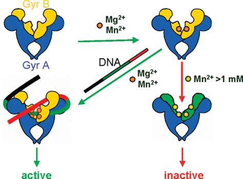 Dna Gyrase Requires Dna For Effective Two Site Coordination Of Divalent