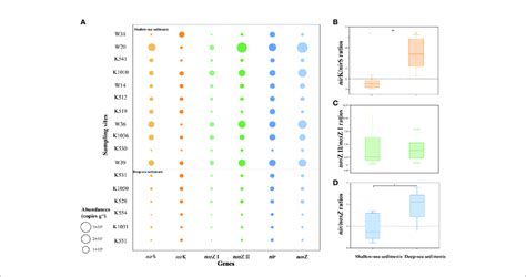 Abundances And Ratios Of Key Functional Genes For Denitrification In