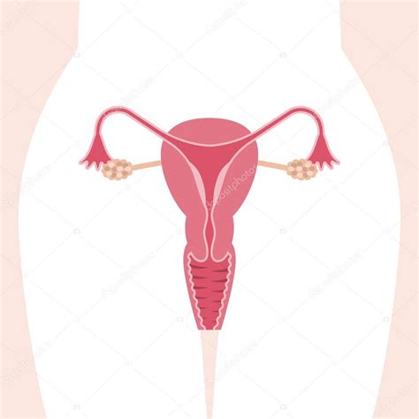 Sistema Reproductor Femenino Vectorial Diseño Plano Vector De Stock