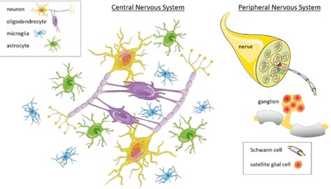 Diagram Of The Main Types Of Glial Cells In The Central And Peripheral