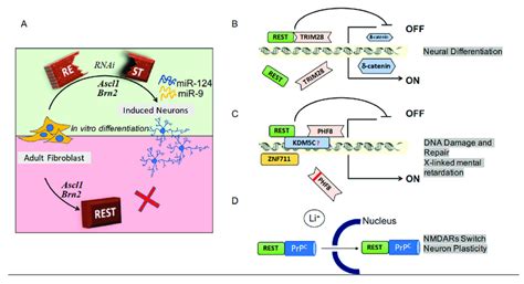 Re 1 Silencing Transcription Factor Rest Activity In Neuronal