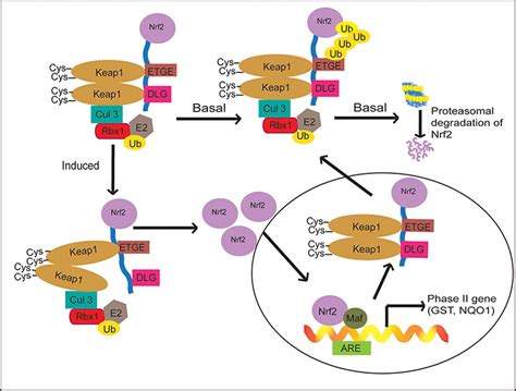 Multiple Modes Of Nrf2 Regulation And Transcriptional Response Intechopen