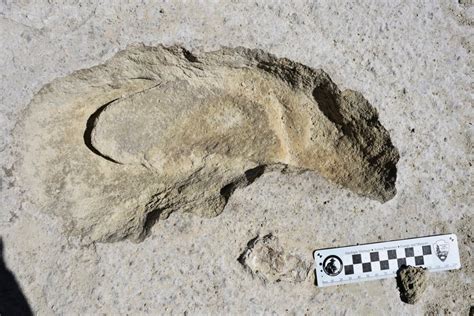 Fossil Footprints Tell Story Of Giant Sloth Hunt During Ice Age Cbc News