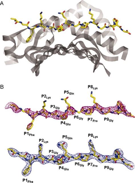 Crystallographic Structure Of A Rheumatoid Arthritis Mhc Susceptibility