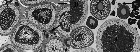 comparison of group synchronous and asynchronous ovaries a yellow