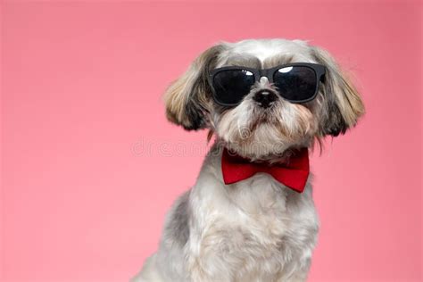 Perro Pug Con Gafas De Sol Mientras Se Lame La Nariz Imagen De Archivo