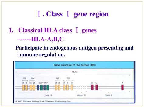 Ppt Chapter 9 Major Histocompatibility Complex Mhc Powerpoint