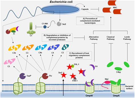 Frontiers How Escherichia Coli Circumvent Complement Mediated Killing