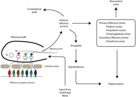 Olfactory Sensory Neurons