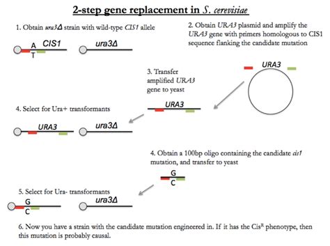 Genetics 05 Suppressor Analysis In Yeast