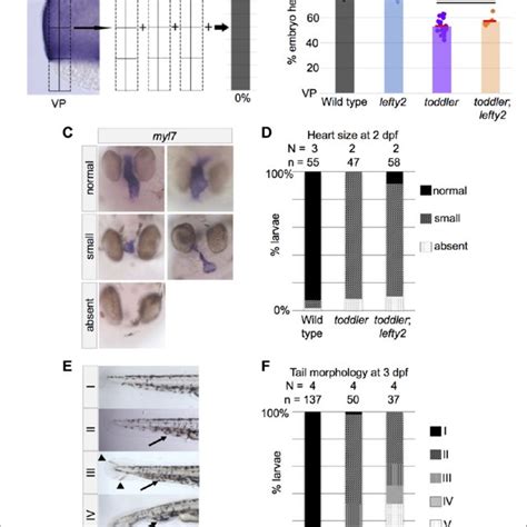 Mesodermal Cell Migration And Larval Phenotypes Are Not Rescued By
