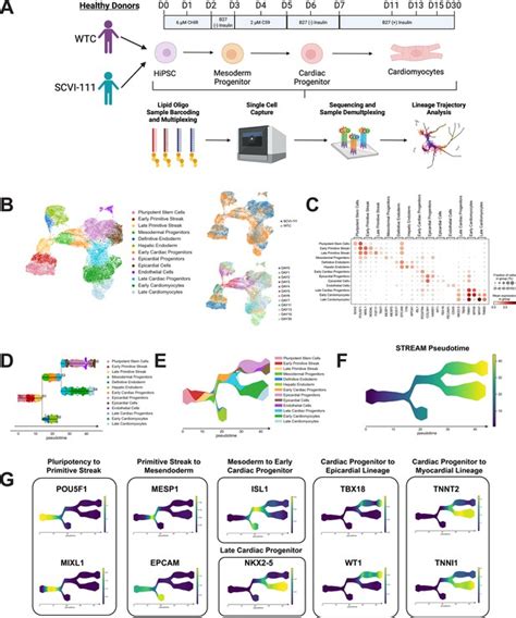 Combined Lineage Tracing And Scrna Seq Reveals Unexpected First Heart