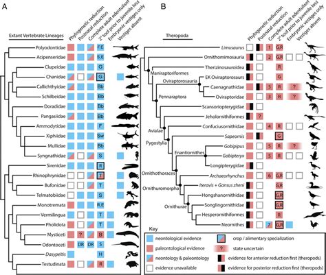 Summary Of Evidence For A Macroevolutionary Model Of Edentulism In