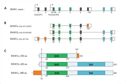 Jle Hématologie Mutations Délétions Germinales De Runx1 Et