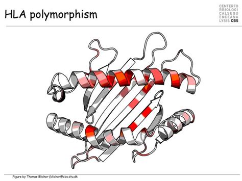 Ppt Mhc Polymorphism Powerpoint Presentation Id 1277416