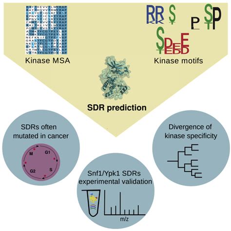 Sequence And Structure Based Analysis Of Specificity Determinants In