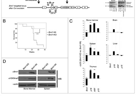 Conditional Inactivation Of Bmi1 A Left Schematic Representation Of