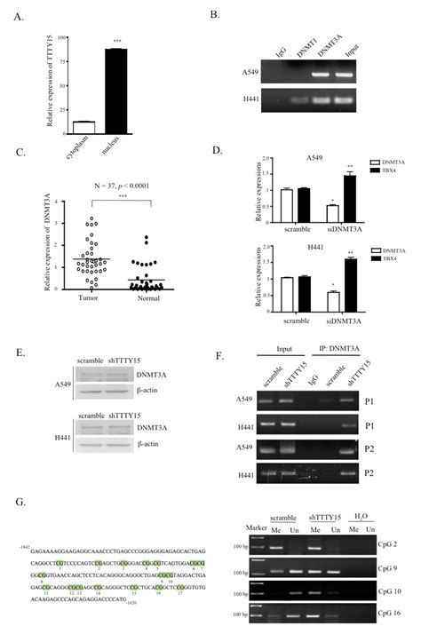 ijms free full text male specific long noncoding rna ttty15